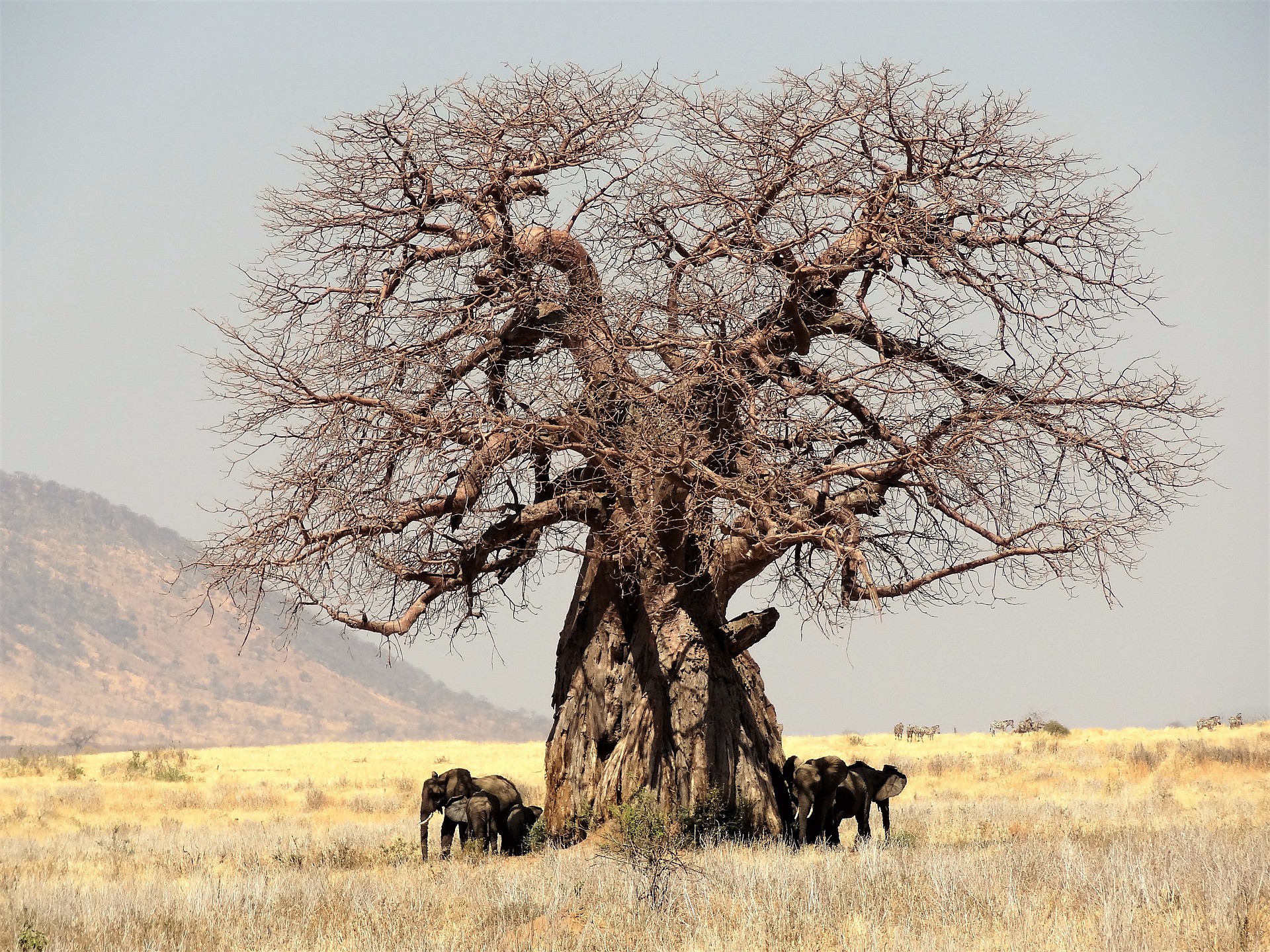 Growing Baobabs from seed - MimNat